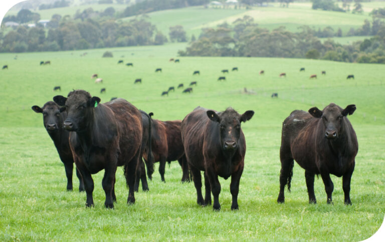 Animal Health - Veterinary Laboratory Services